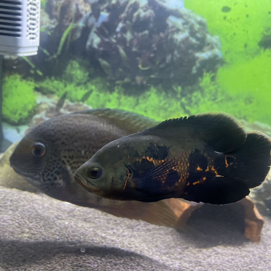 Северум синий, астронотус