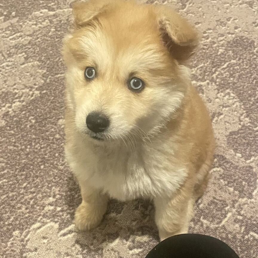 Сибирский хаски, щенок