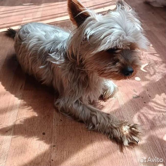 Йокширский терьер