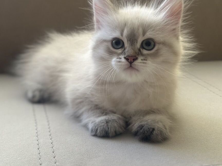 Невская маскарадная