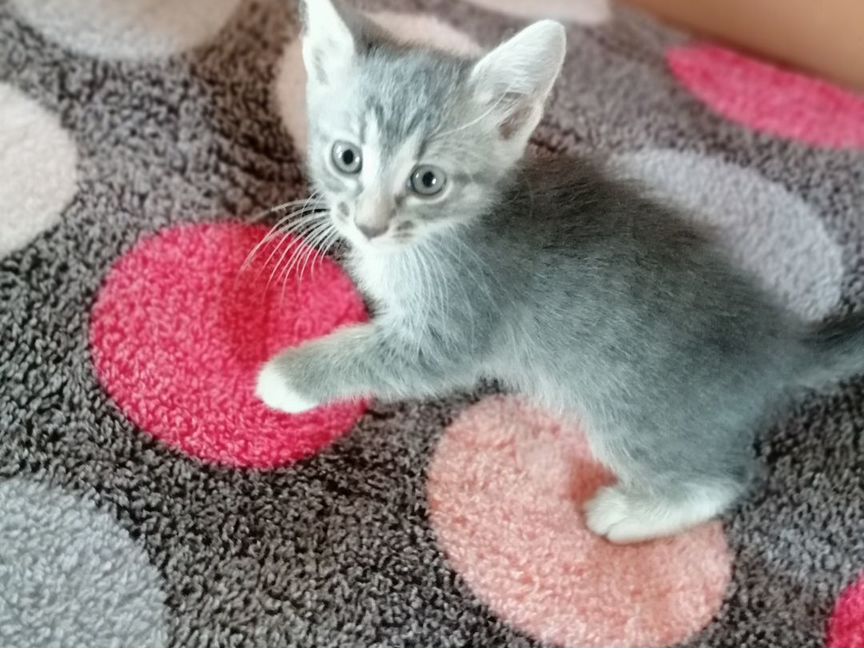 Котенок девочка