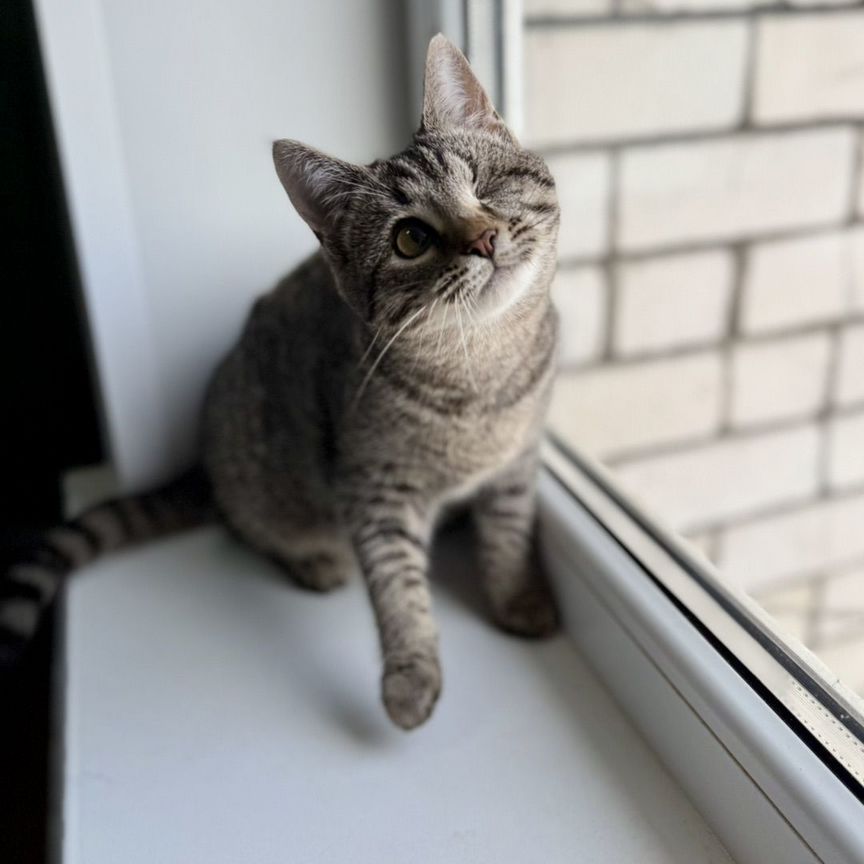 Ласковая кошечка ищет дом