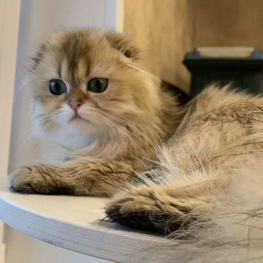 Шотландская вислоухая шиншилла