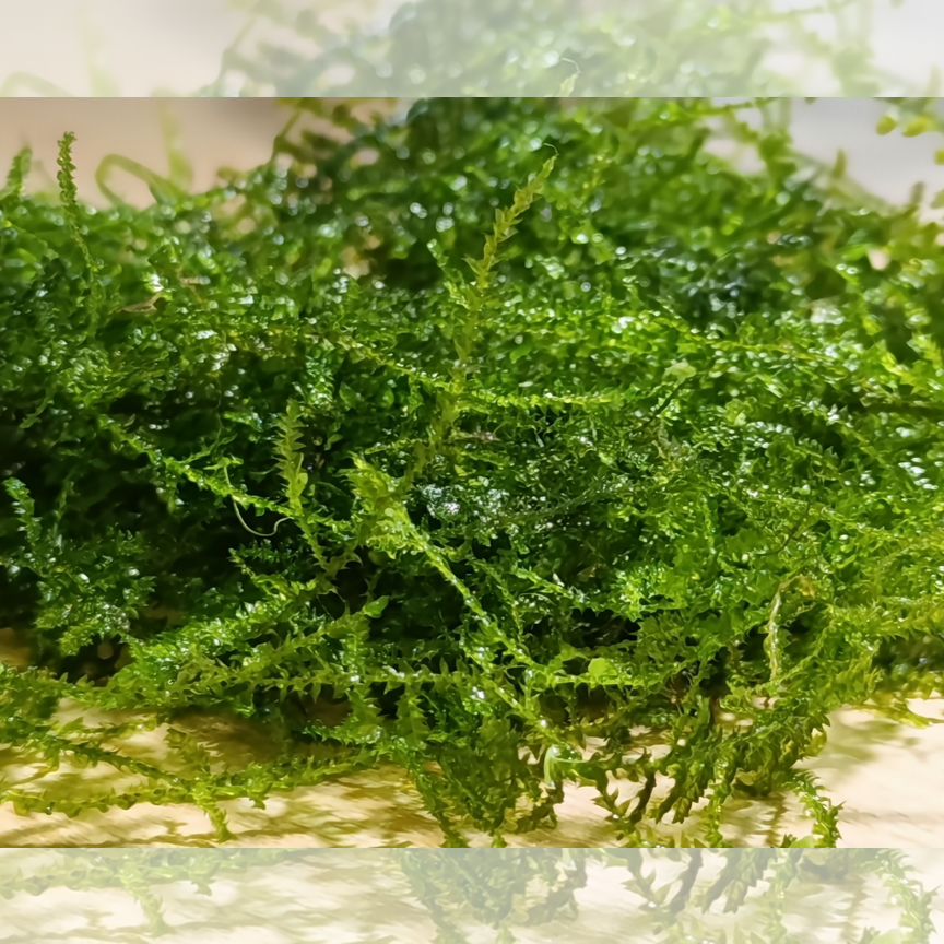 Яванский мох для аквариума