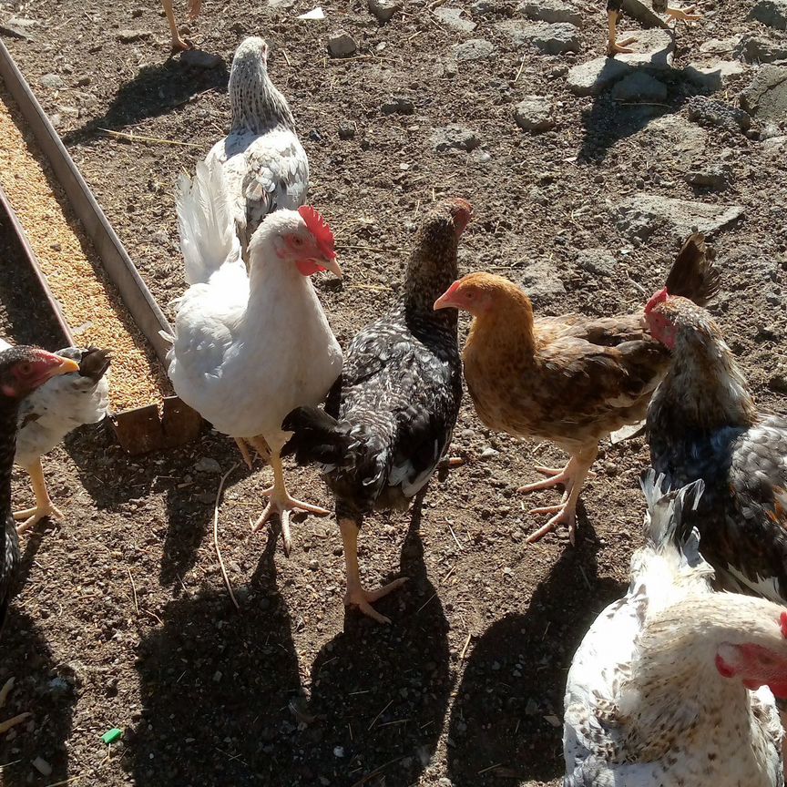 Домашняя птица