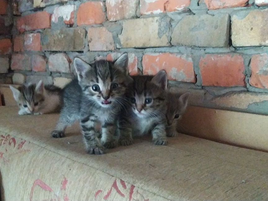 Отдам красивых умных котят