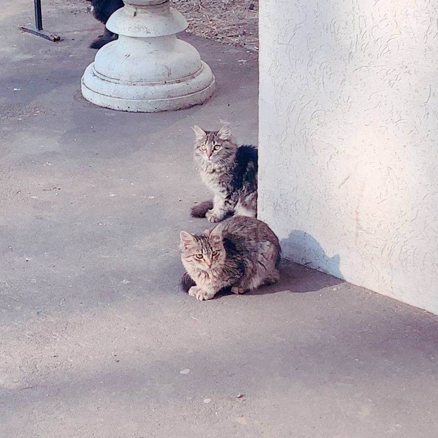 Подрощенные котята в добрые руки