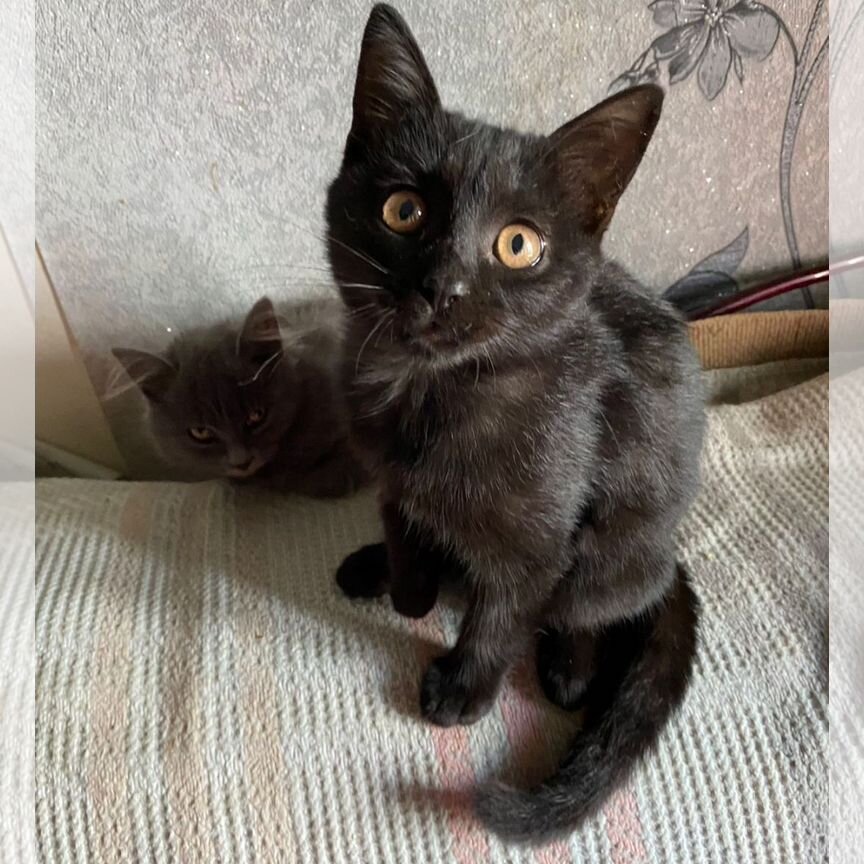 Черныш в добрые руки