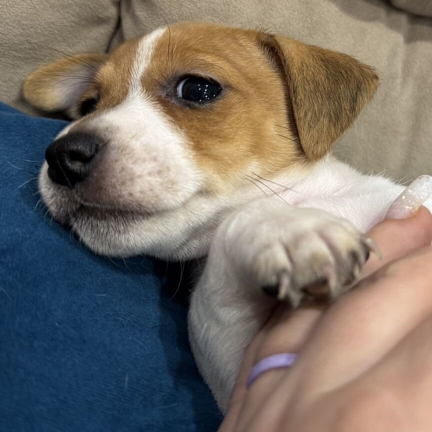 Джек-рассел-терьер, щенок