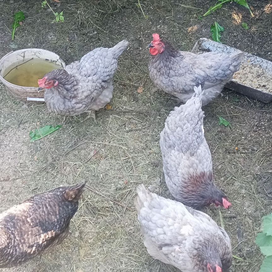 Куры несушки продам