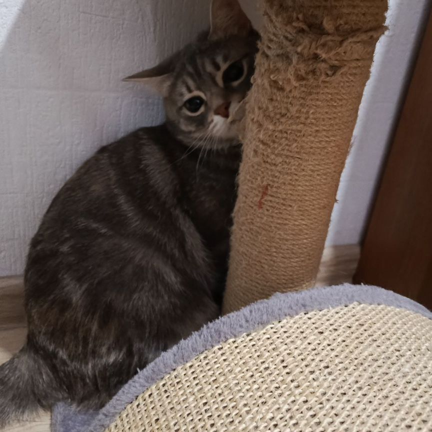 Когтеточка домик для кошки