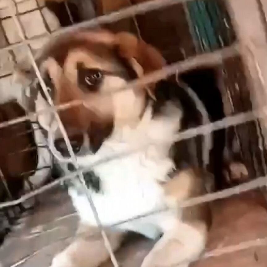 Взрослый пёс в добрые руки