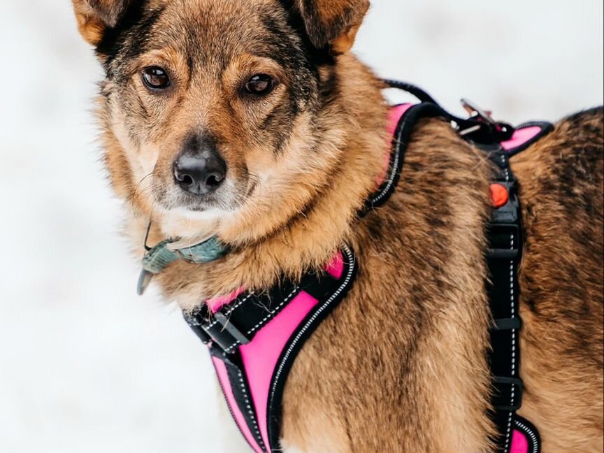 Собака Аля в добрые руки