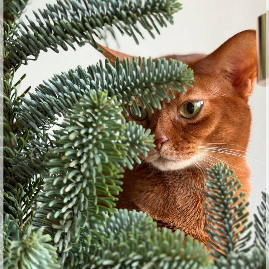 Абиссинская, взрослая кошка