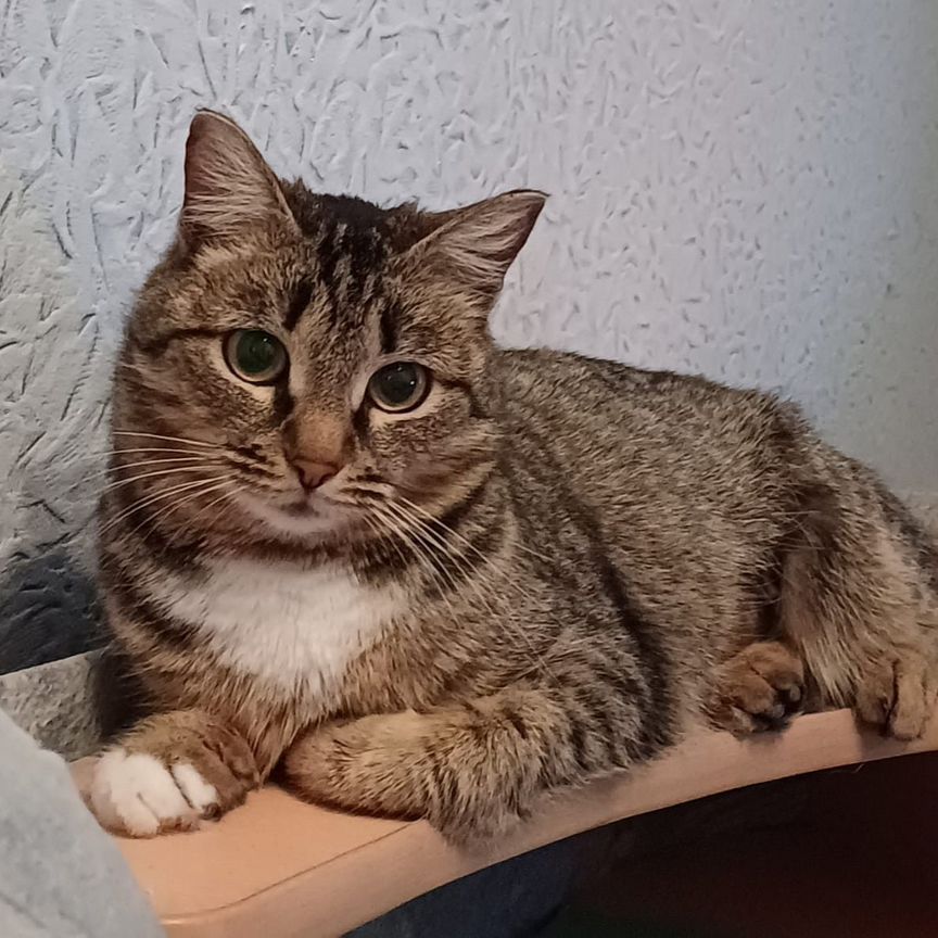 Кошка Муся