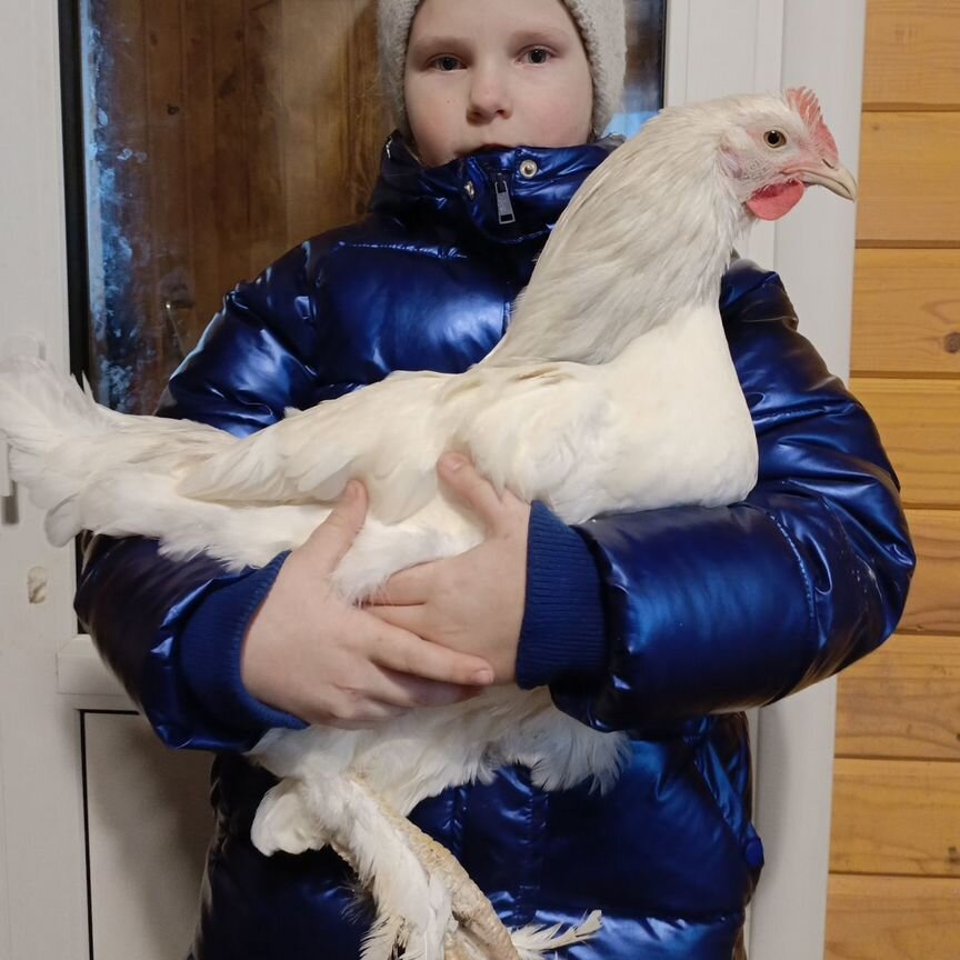 Петушок мохноногий