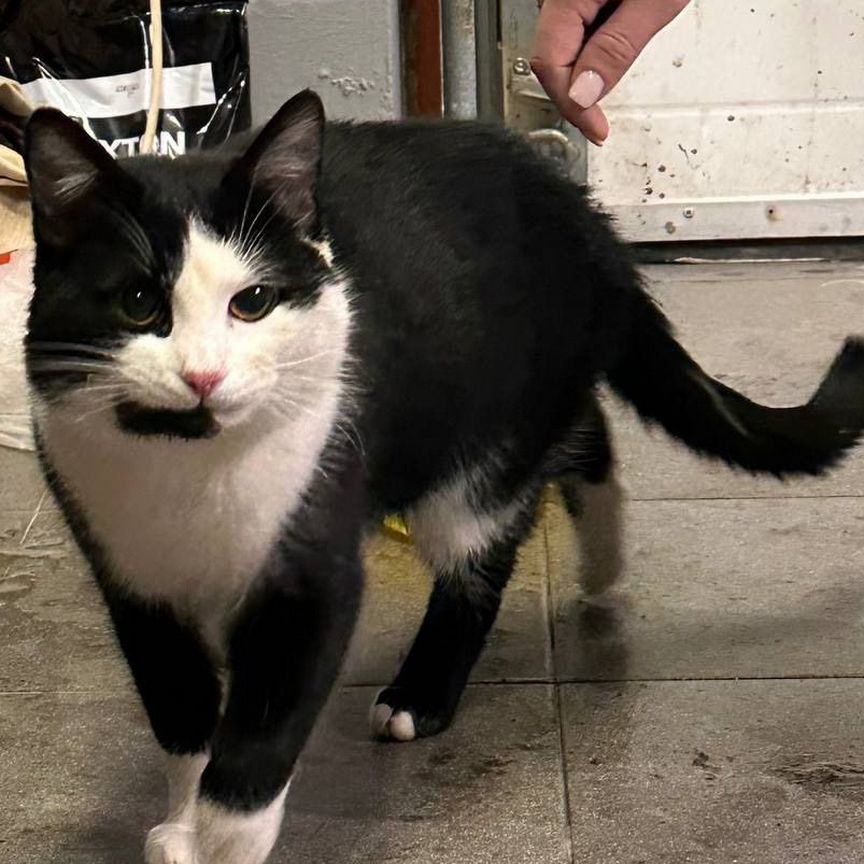 Взрослый кот в добрые руки