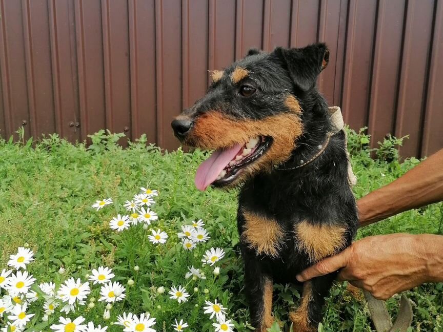 Ягдтерьеры