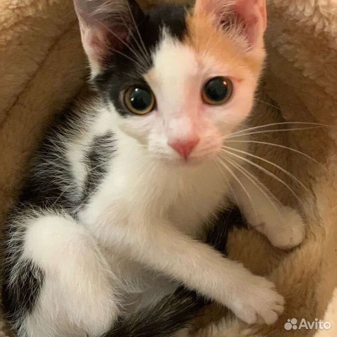 Котенок Прима