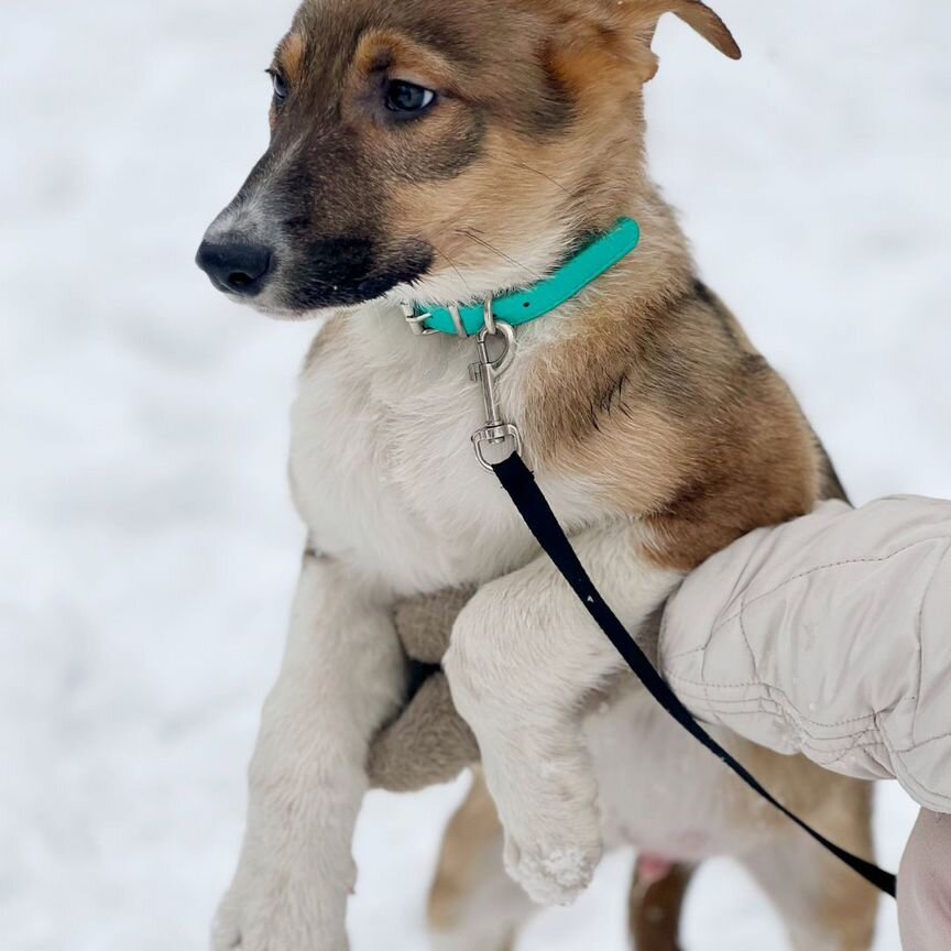 Щенок в добрые руки мальчик