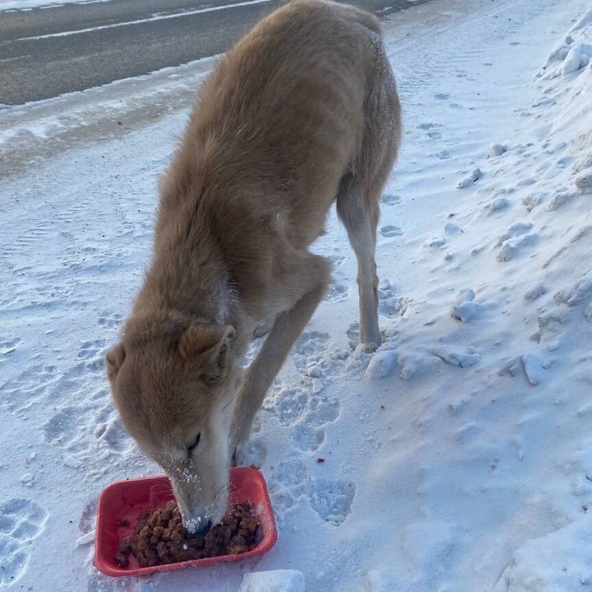 Взрослая собака в добрые руки