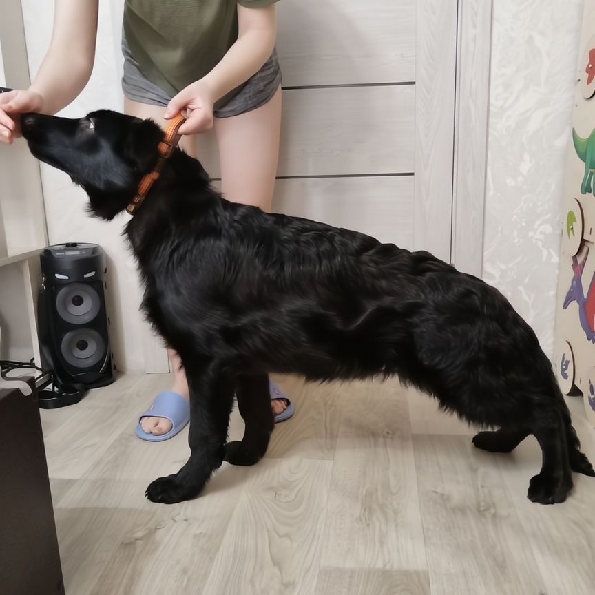 Немецкая овчарка, щенок