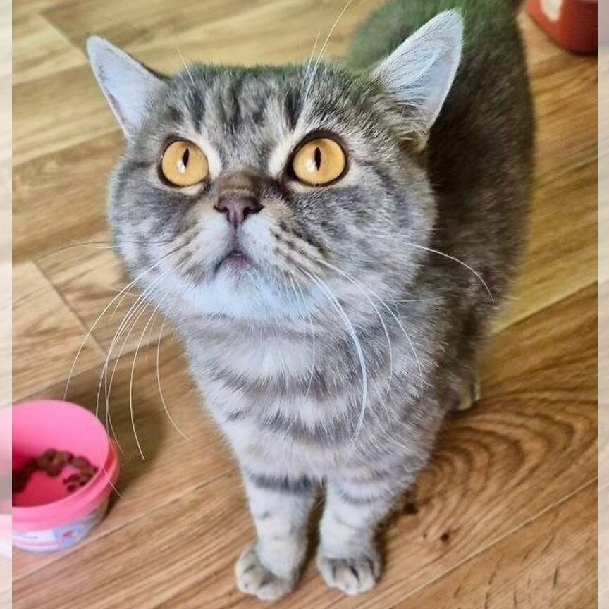 Шотландская прямоухая длинношёрстная, взрослая кошка