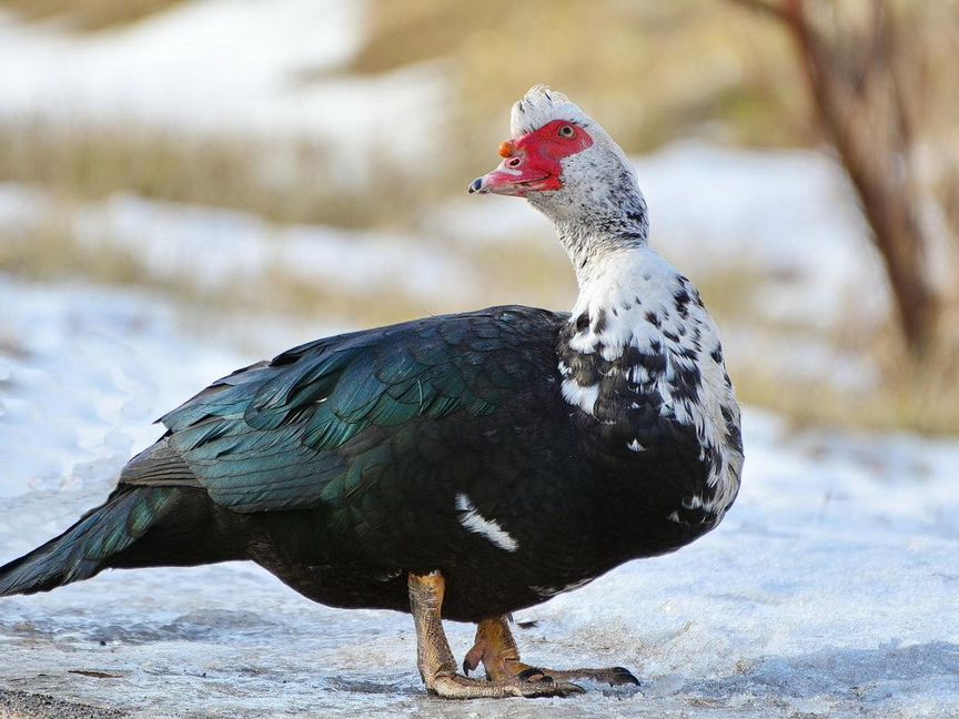 Индоутка самец