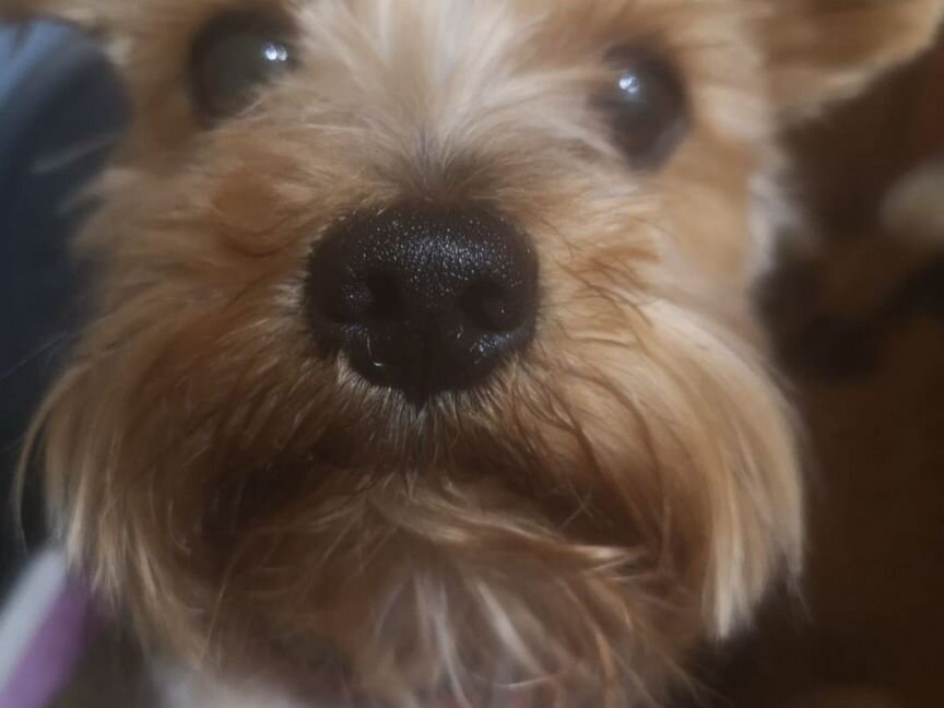 Ищу невесту Йоркширский терьер