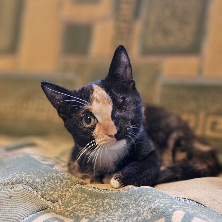 Особенный котенок Хани в дар