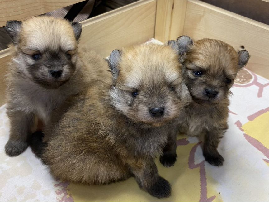 Щенки померанского шпица