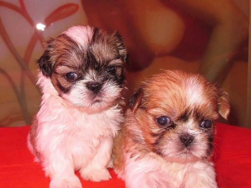 Чудо детки шитцу чихи