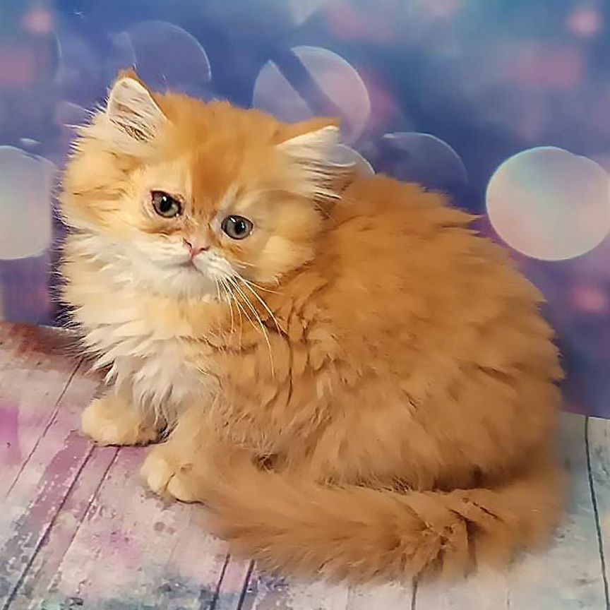 Рыжий котенок