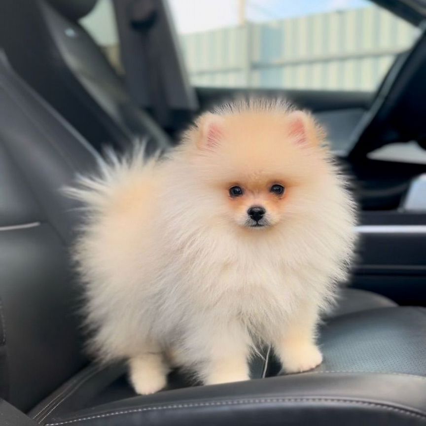 Померанский шпиц