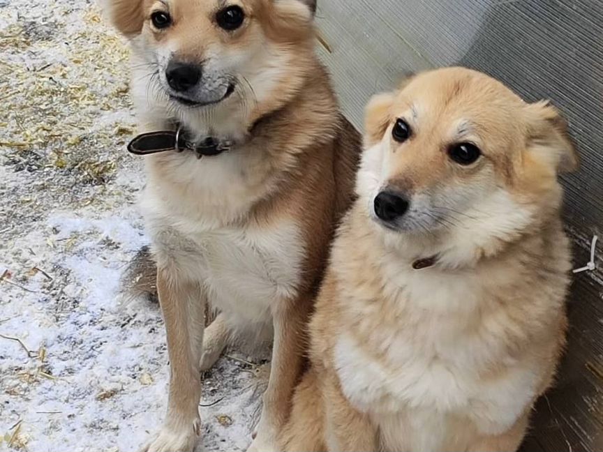 Алиса и Ася ищут маму