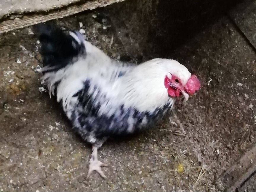 Молодые петухи