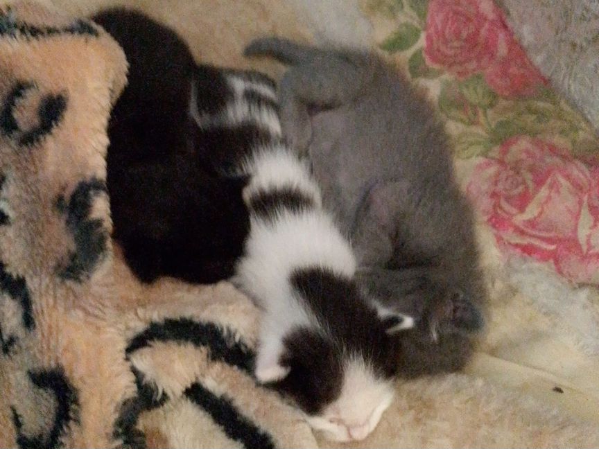 Домашние питомцы