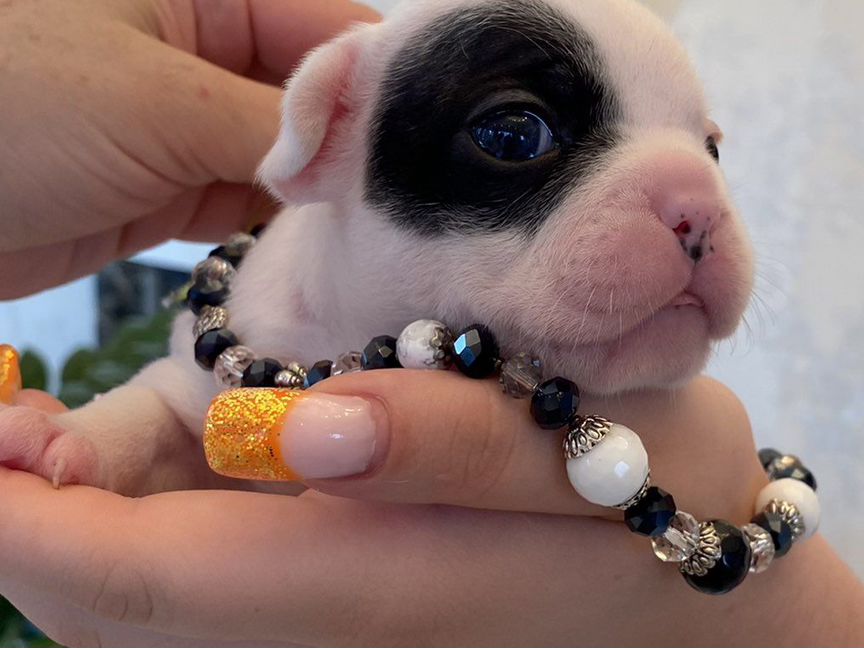 Французский бульдог щенки