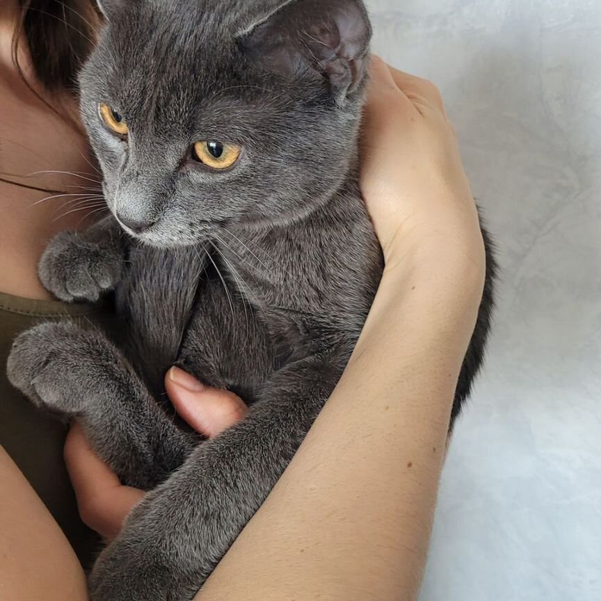 Кот в добрые руки бесплатно мальчик