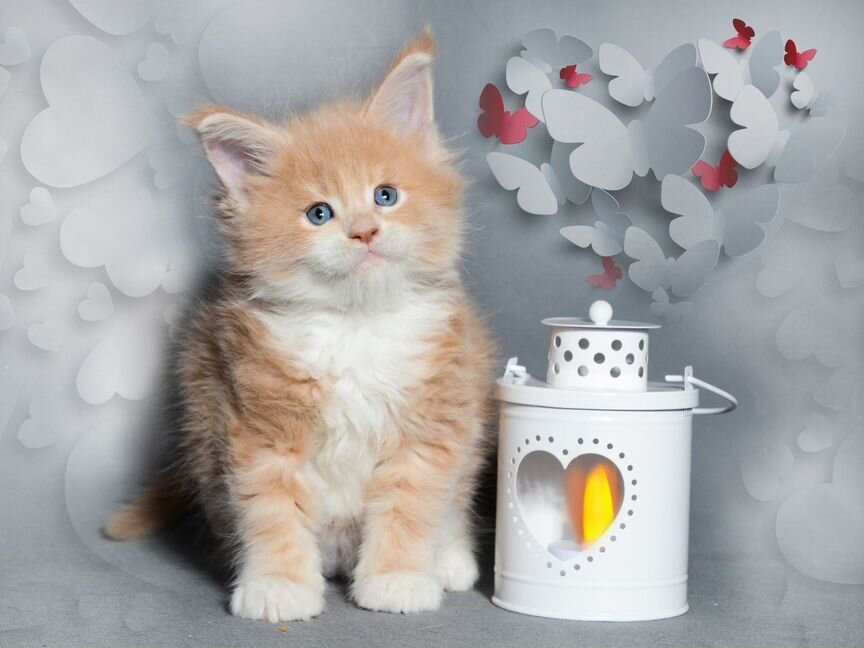 Шикарные котята мейн-кун