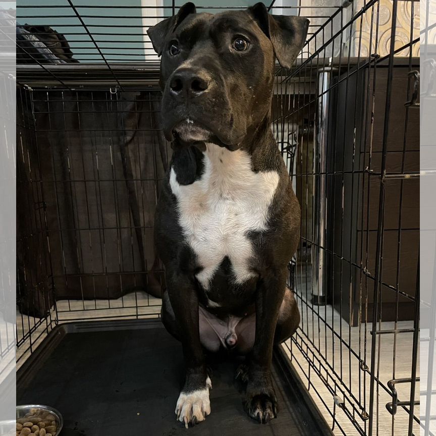 Американский стаффордширский терьер, взрослый пёс