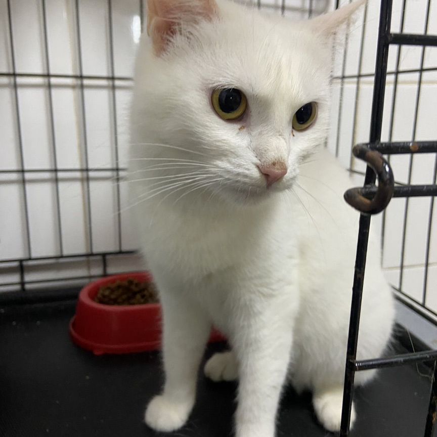 Ищем семью для Милы