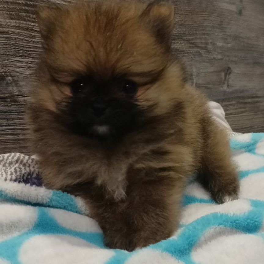 Померанский шпиц, щенок