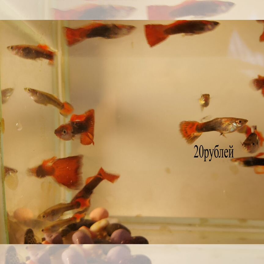Аквариумные рыбки гуппи