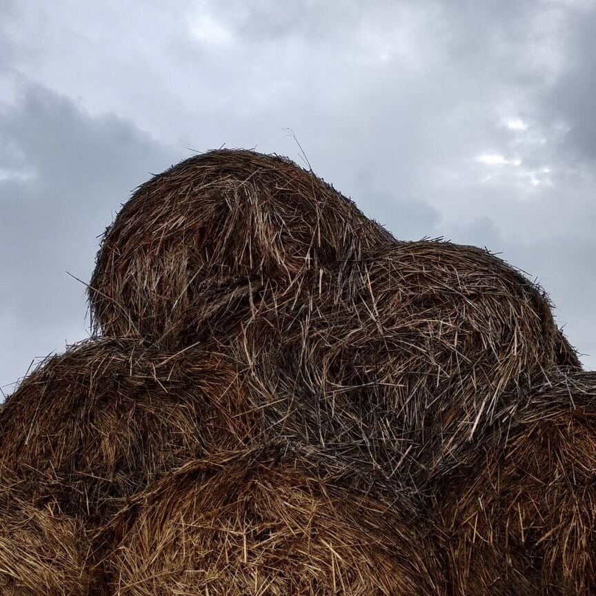 Сено суданка в рулонах