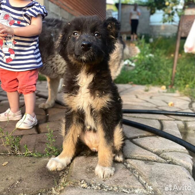 Умирала с голоду, теперь живёт с курочками