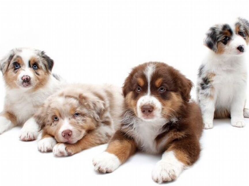 Малыши аусси с документами