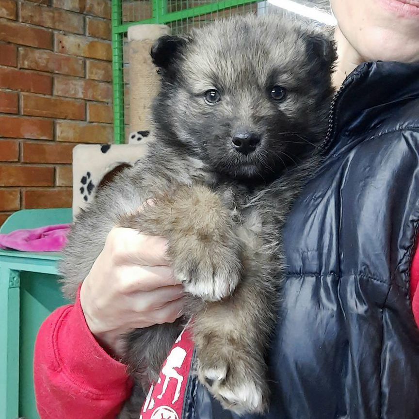 Щенок в добрые руки