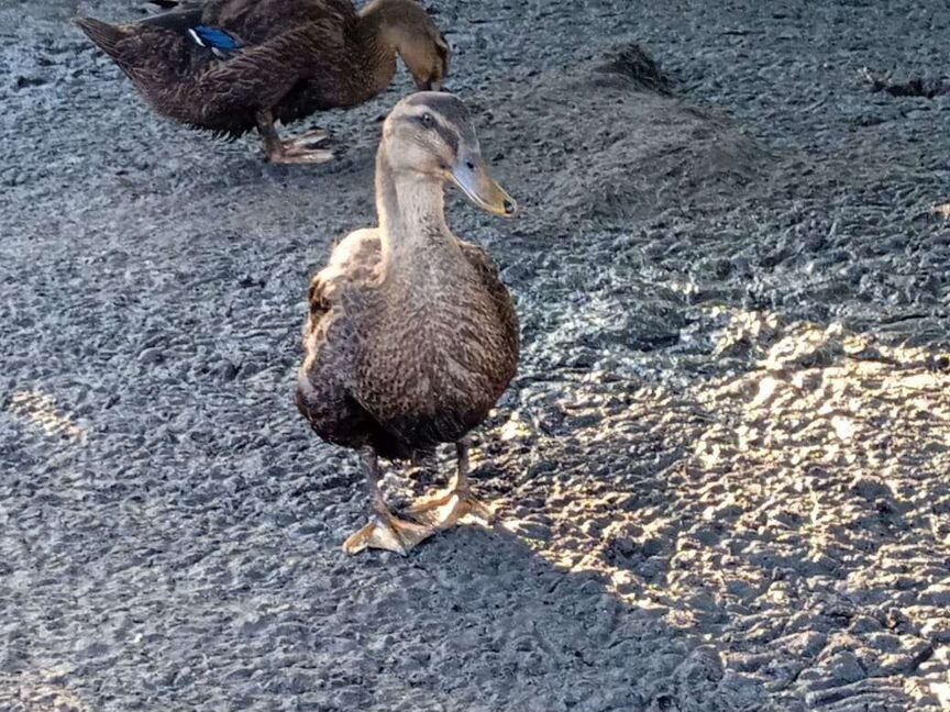 Руанская утка