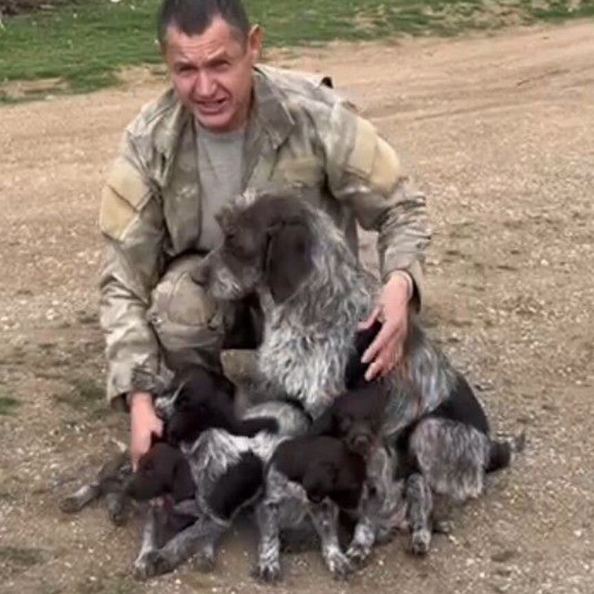 Щенки немецкий дратхаар